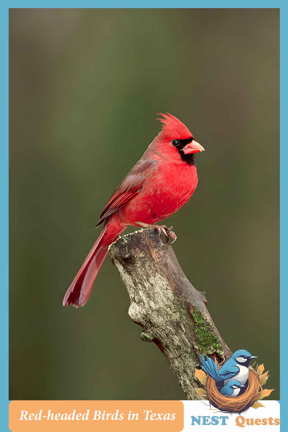 Red-headed Birds in Texas: Our List of 11 Stunning Birds