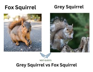 Grey Squirrel vs Fox Squirrel: A Comparison of Two Popular Squirrel Species