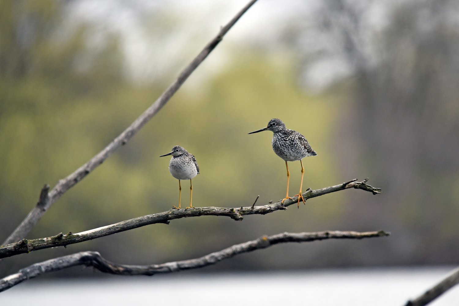Greater Yellowlegs Vs Lesser Yellowlegs: Key Differences Explained ...